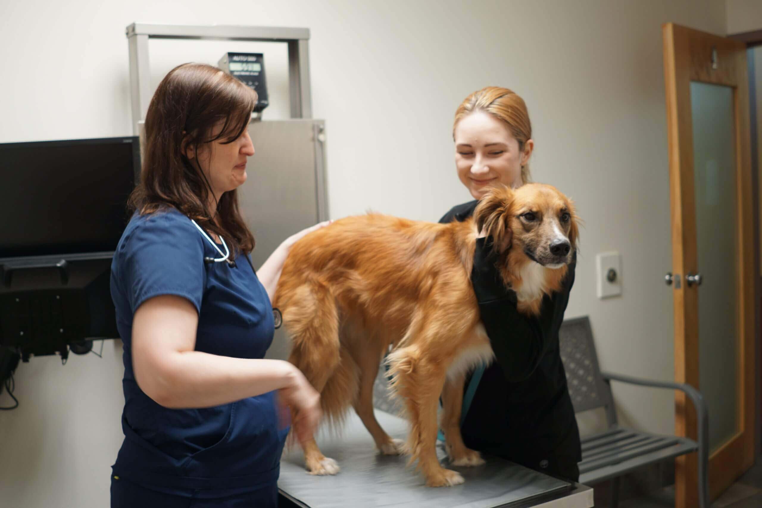 Senior Pet Month: Exploring Your Aging Pet’s Health and Wellbeing ...